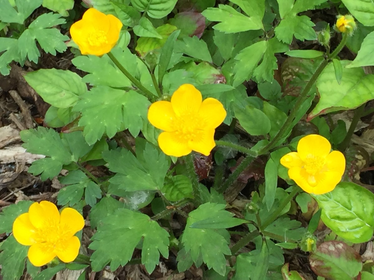 10 Buttercup facts you probably didn’t know. – Nature Grow and Learn