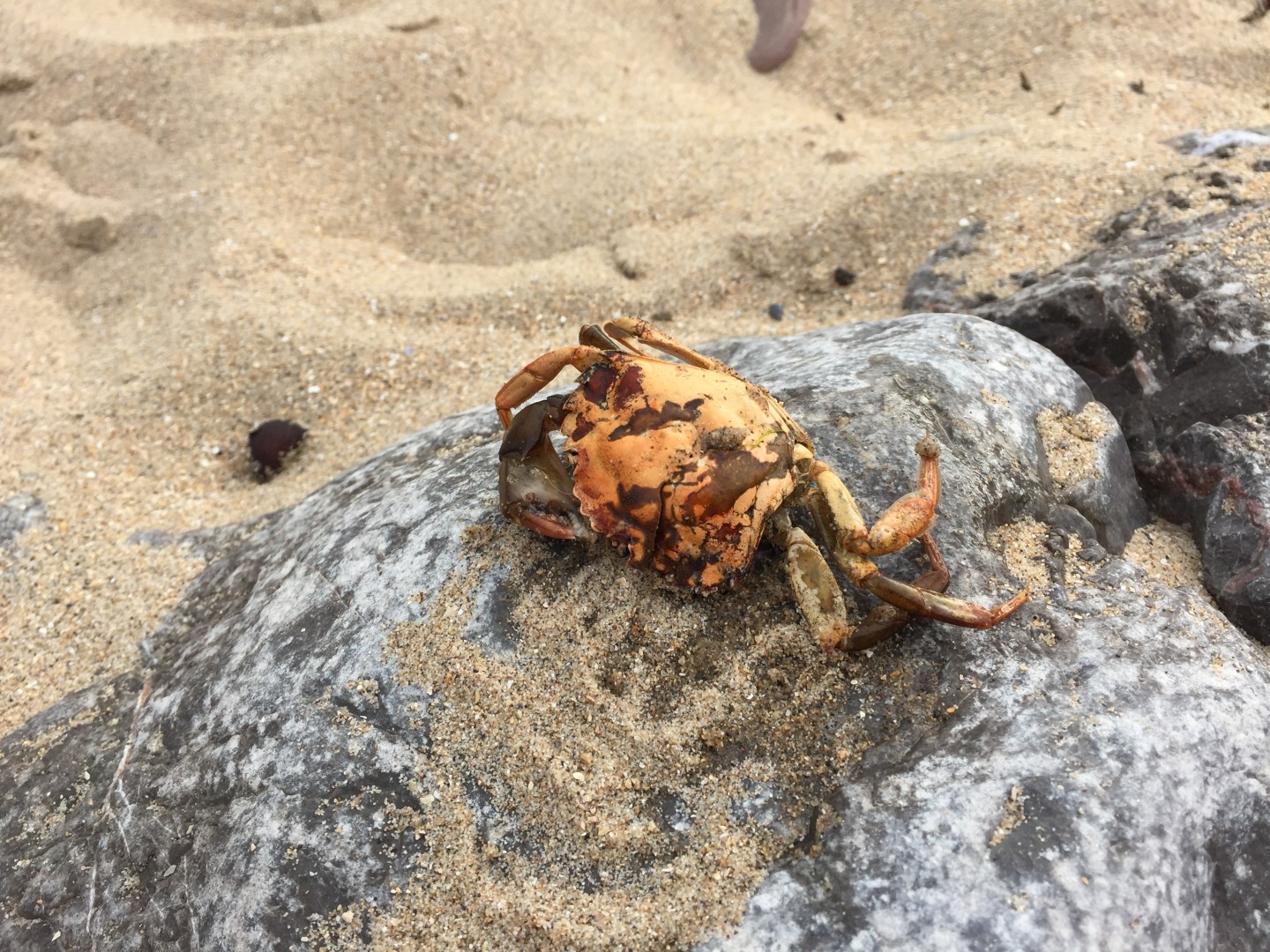 Beachcombing fun and learning – Nature Grow and Learn
