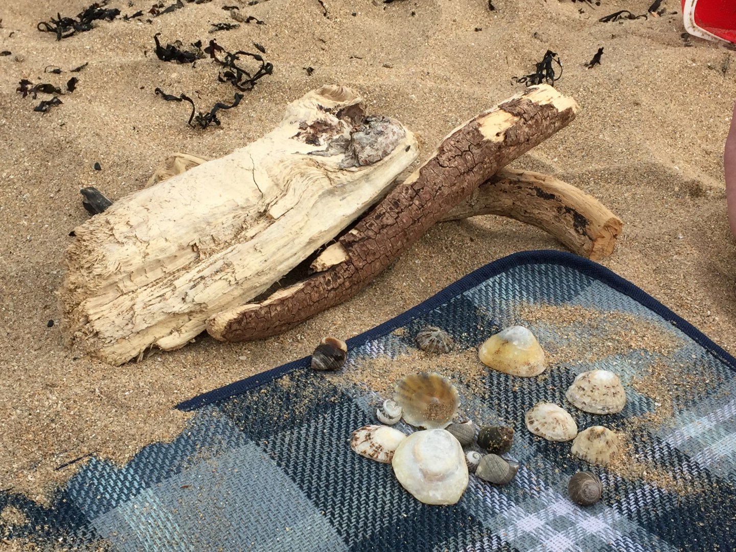 Beachcombing fun and learning – Nature Grow and Learn