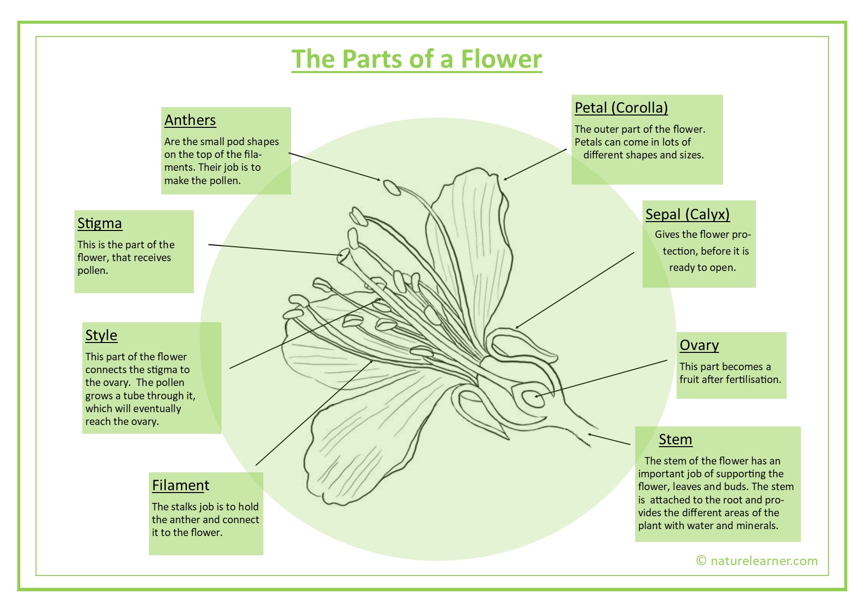 What is Pollination? – Nature Grow and Learn